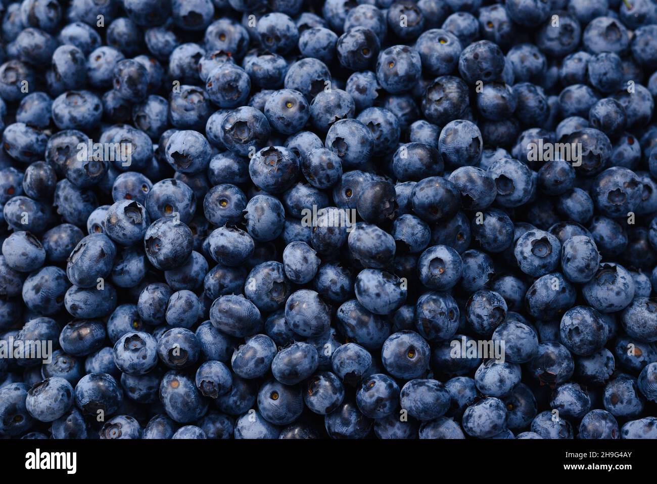 Fresh blueberry background. Texture blueberry berries close up Stock ...