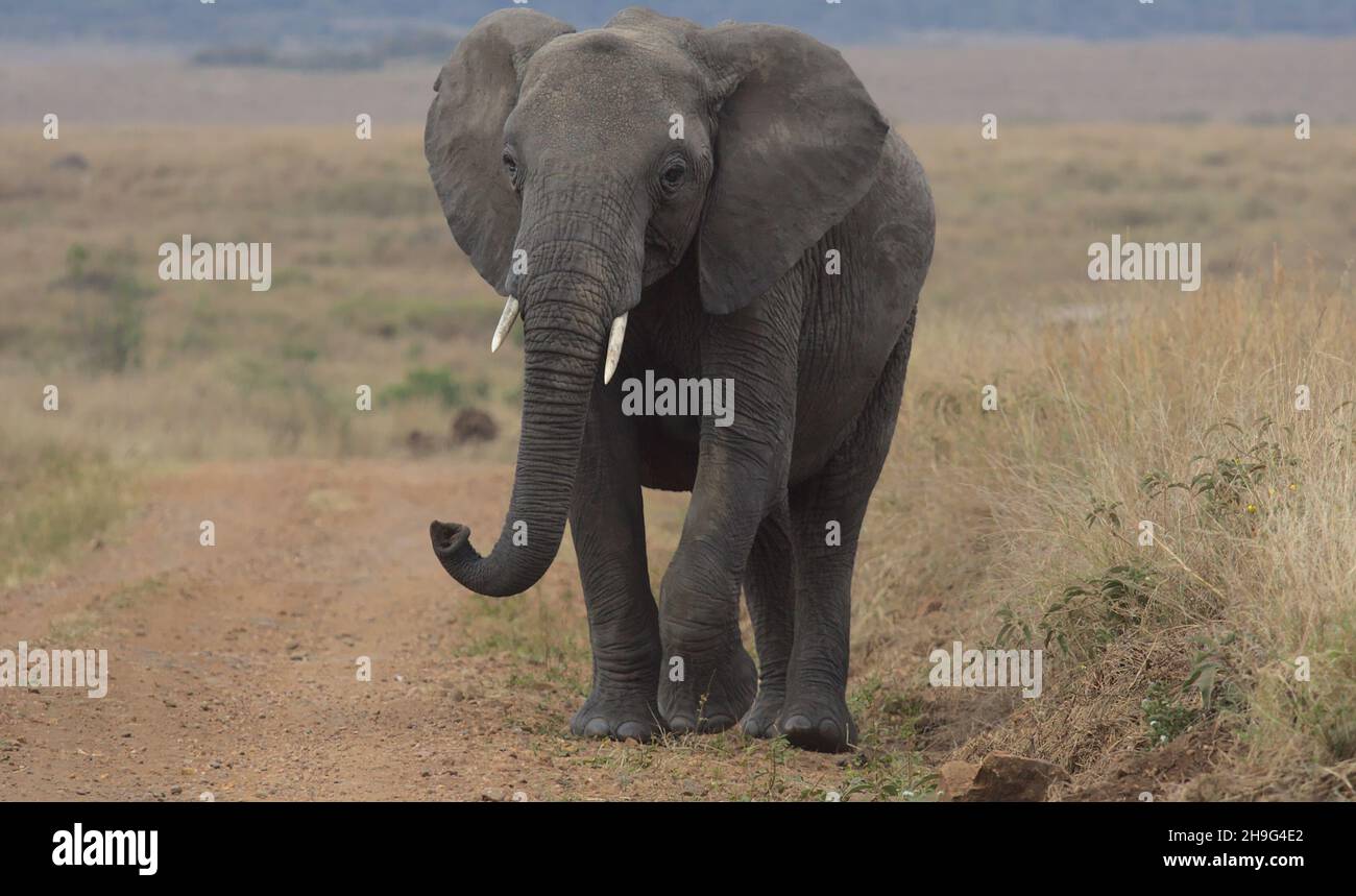front profile of lone african elephant walking along dirt road in the ...