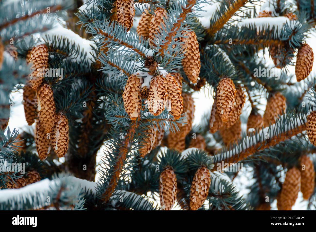Conifer cones hi-res stock photography and images - Alamy