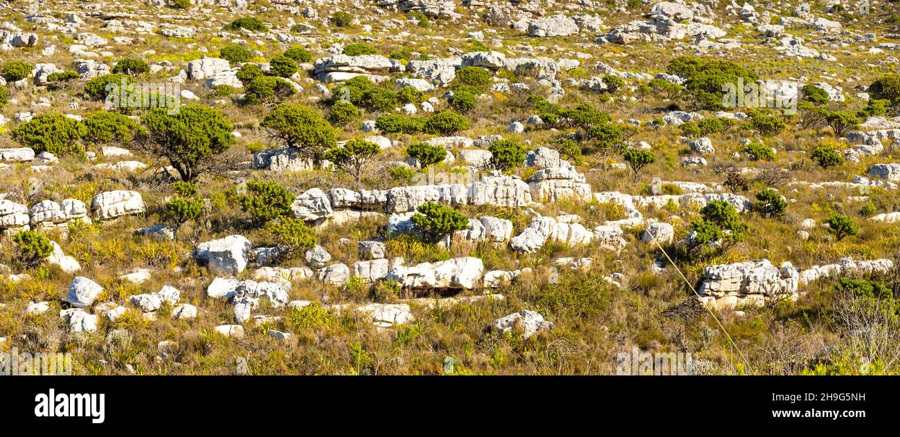 Rugged mountain landscape with fynbos scrub bush flora in Cape Town ...