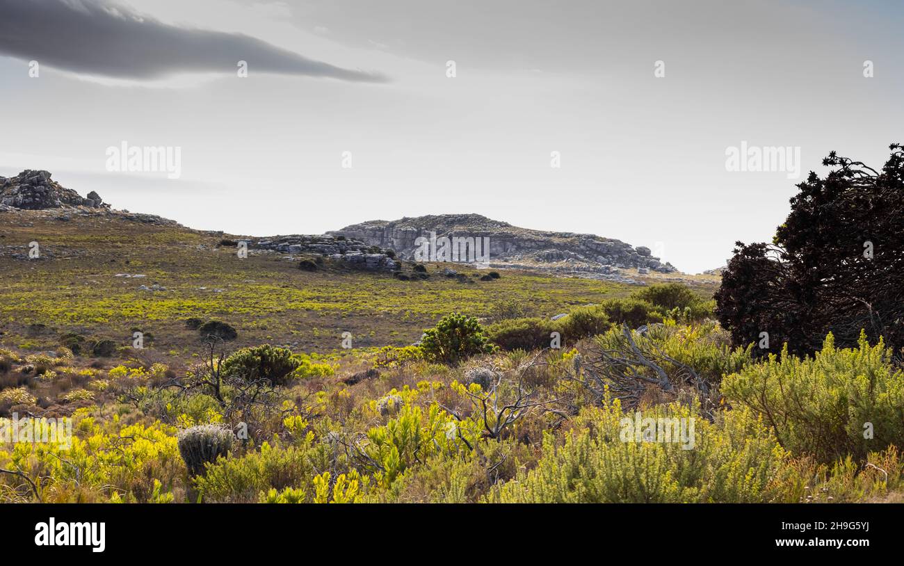 Rugged mountain landscape with fynbos scrub bush flora in Cape Town ...