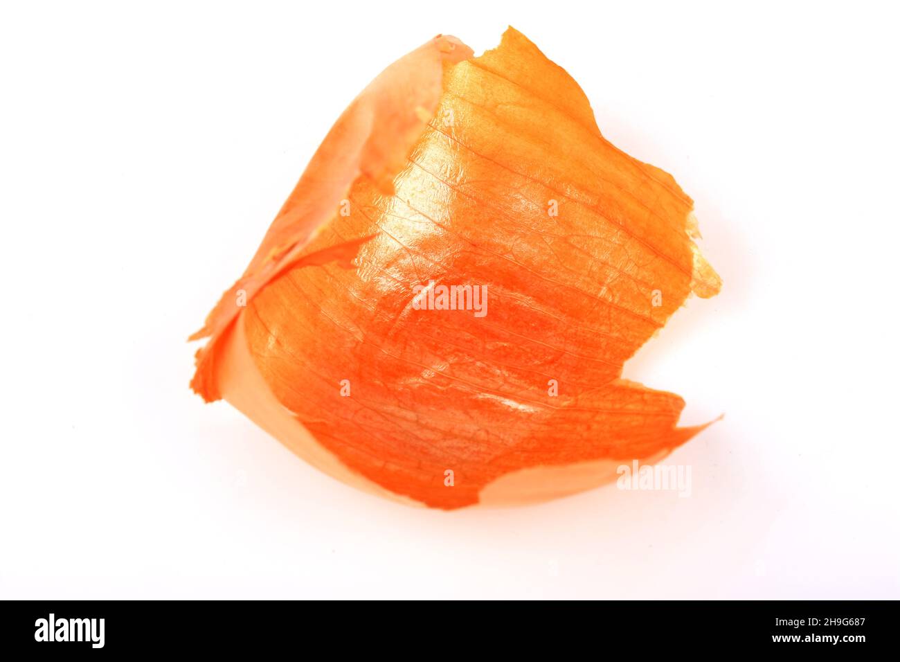 Onion epidermis hi-res stock photography and images - Alamy