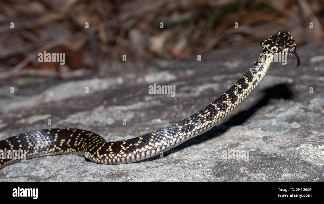 Australian Endangered Broad-headed Snake in defensive stance Stock ...