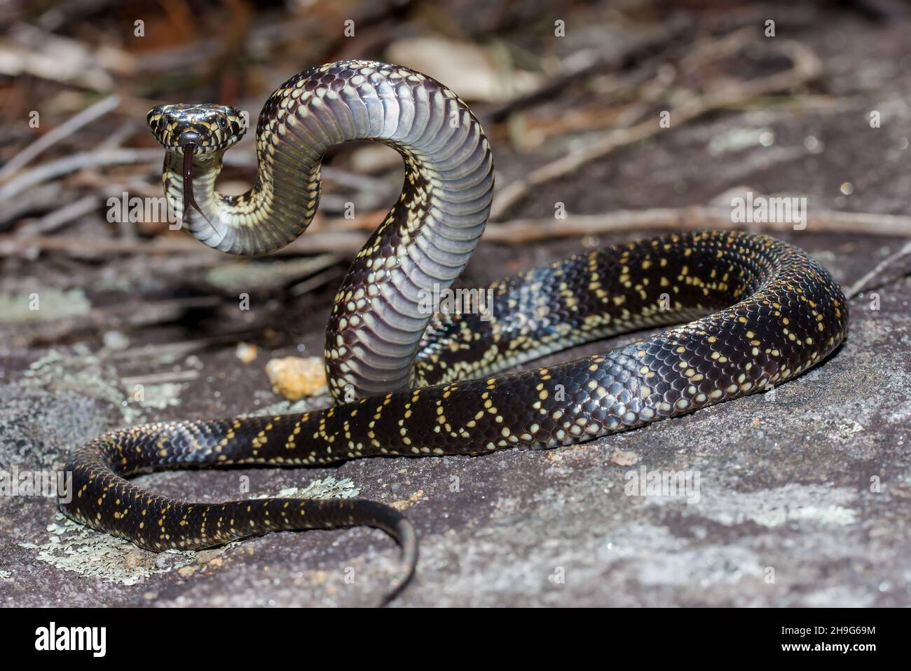Australian Endangered Broad-headed Snake in defensive stance Stock ...