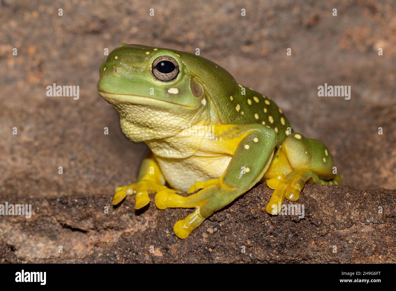 Australian Magnificent Tree Frog Stock Photo - Alamy