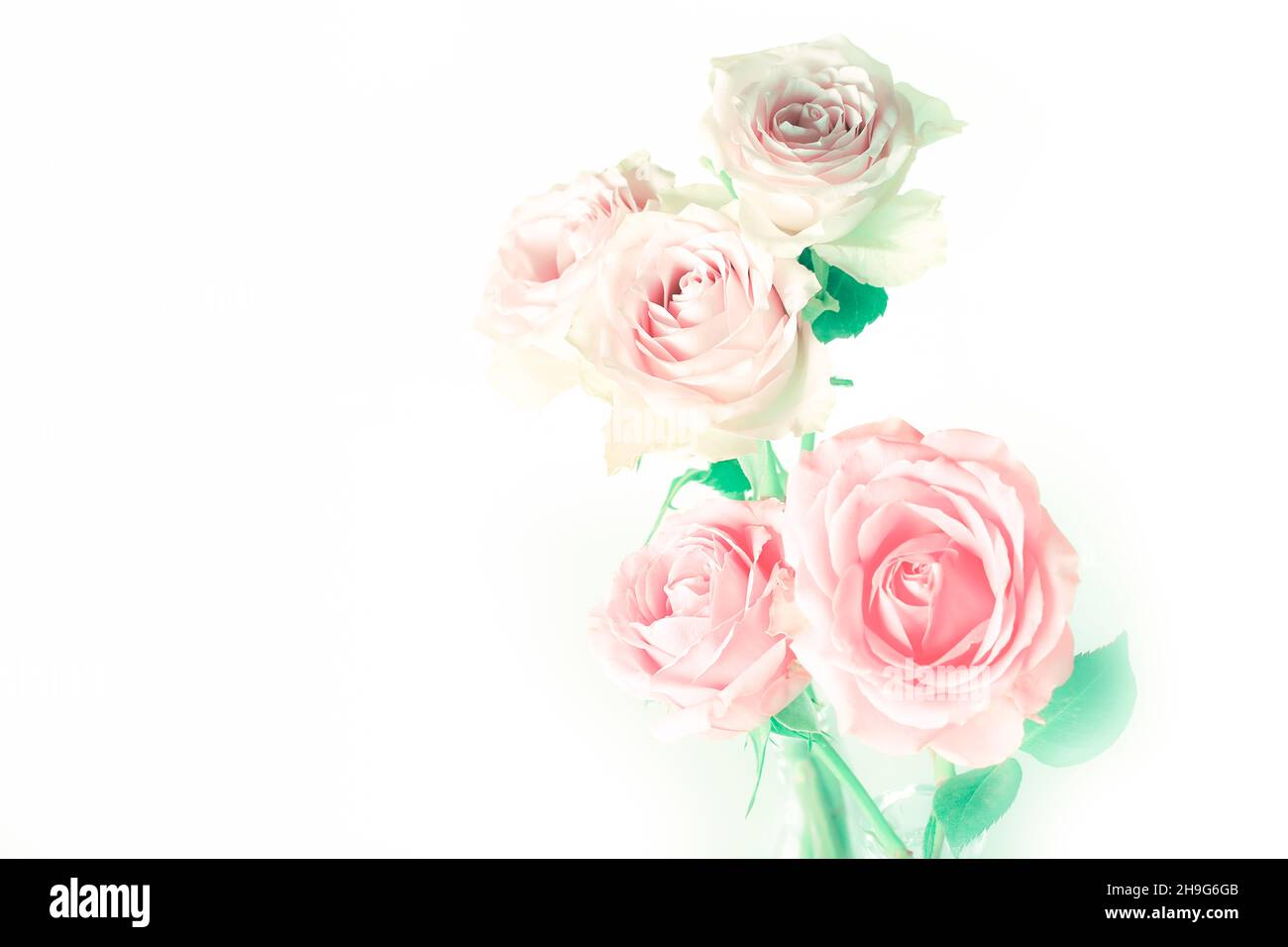 delicate pastel roses on a white background Stock Photo - Alamy
