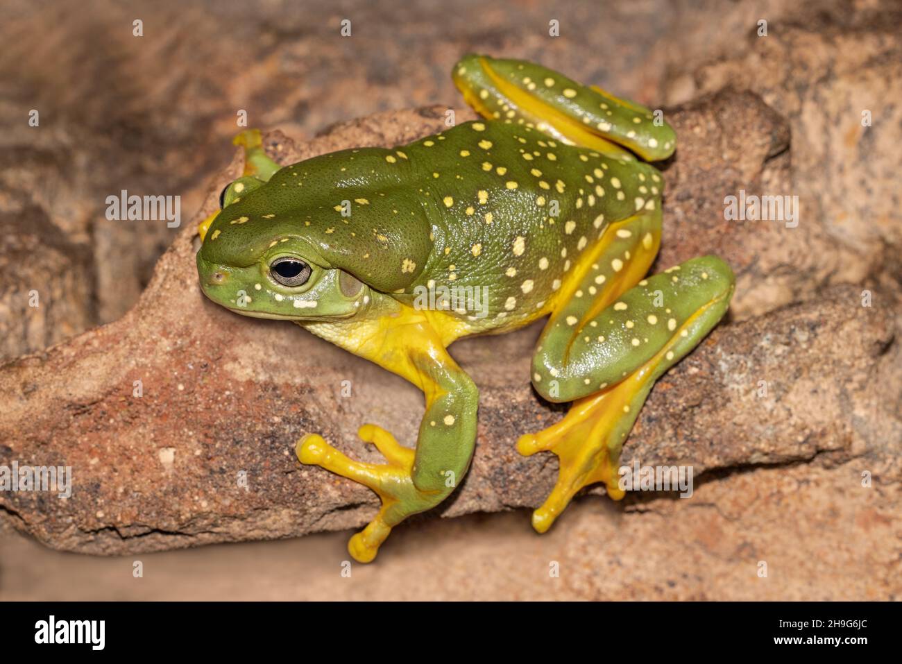 Australian Magnificent Tree Frog Stock Photo - Alamy