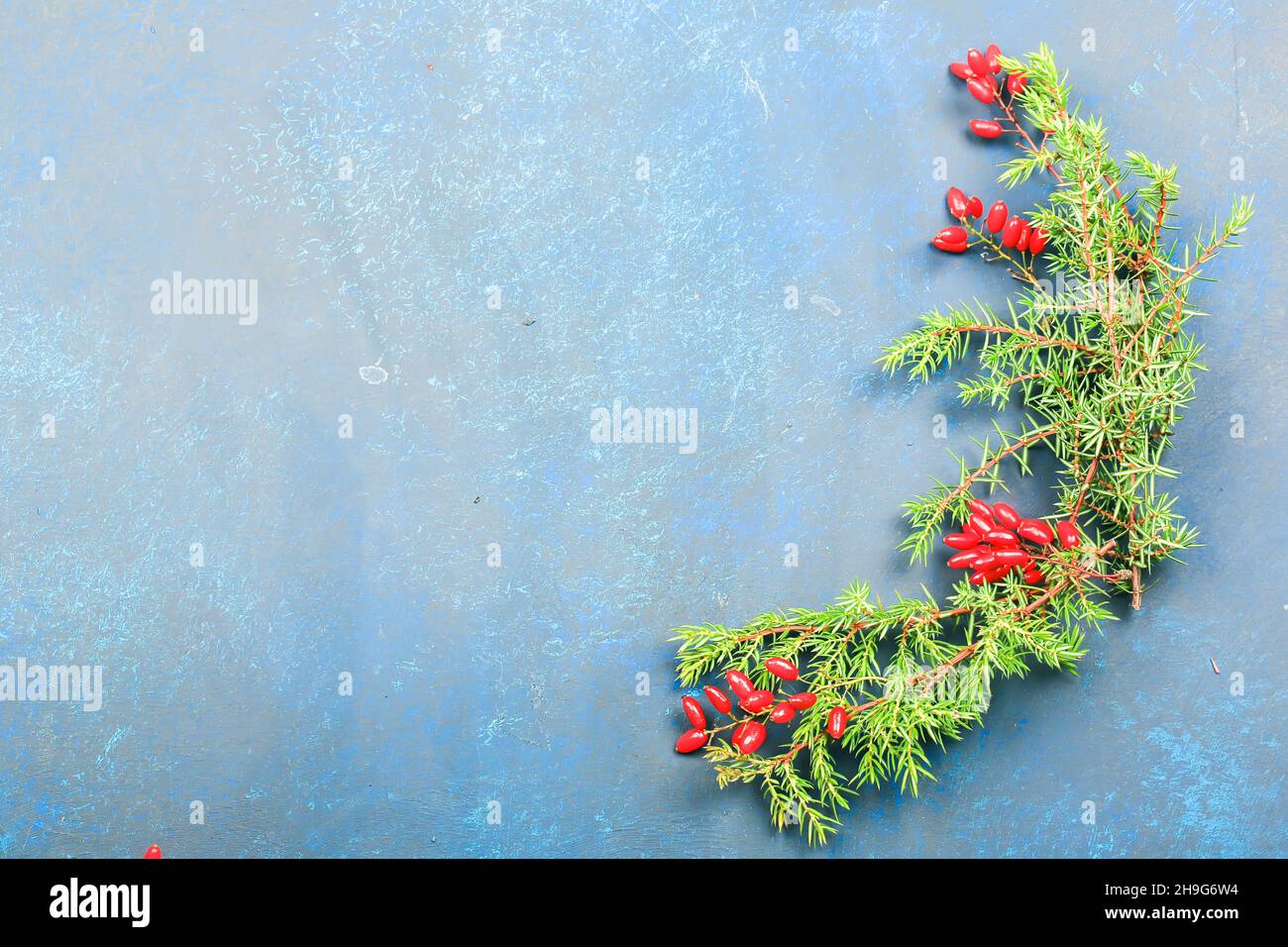Christmas background with red barberry berries and spruce branches ...