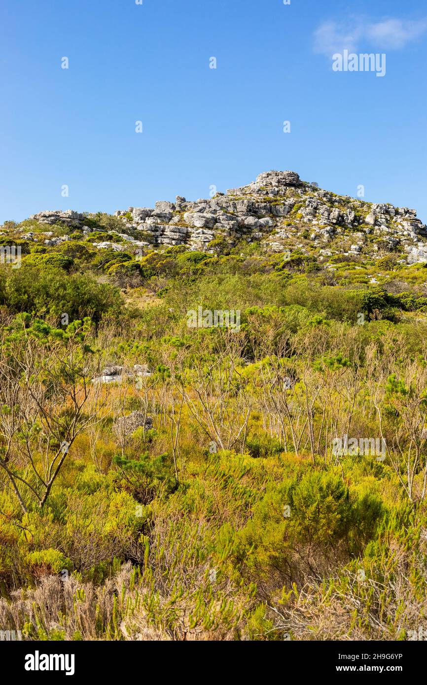 Rugged mountain landscape with fynbos scrub bush flora in Cape Town ...