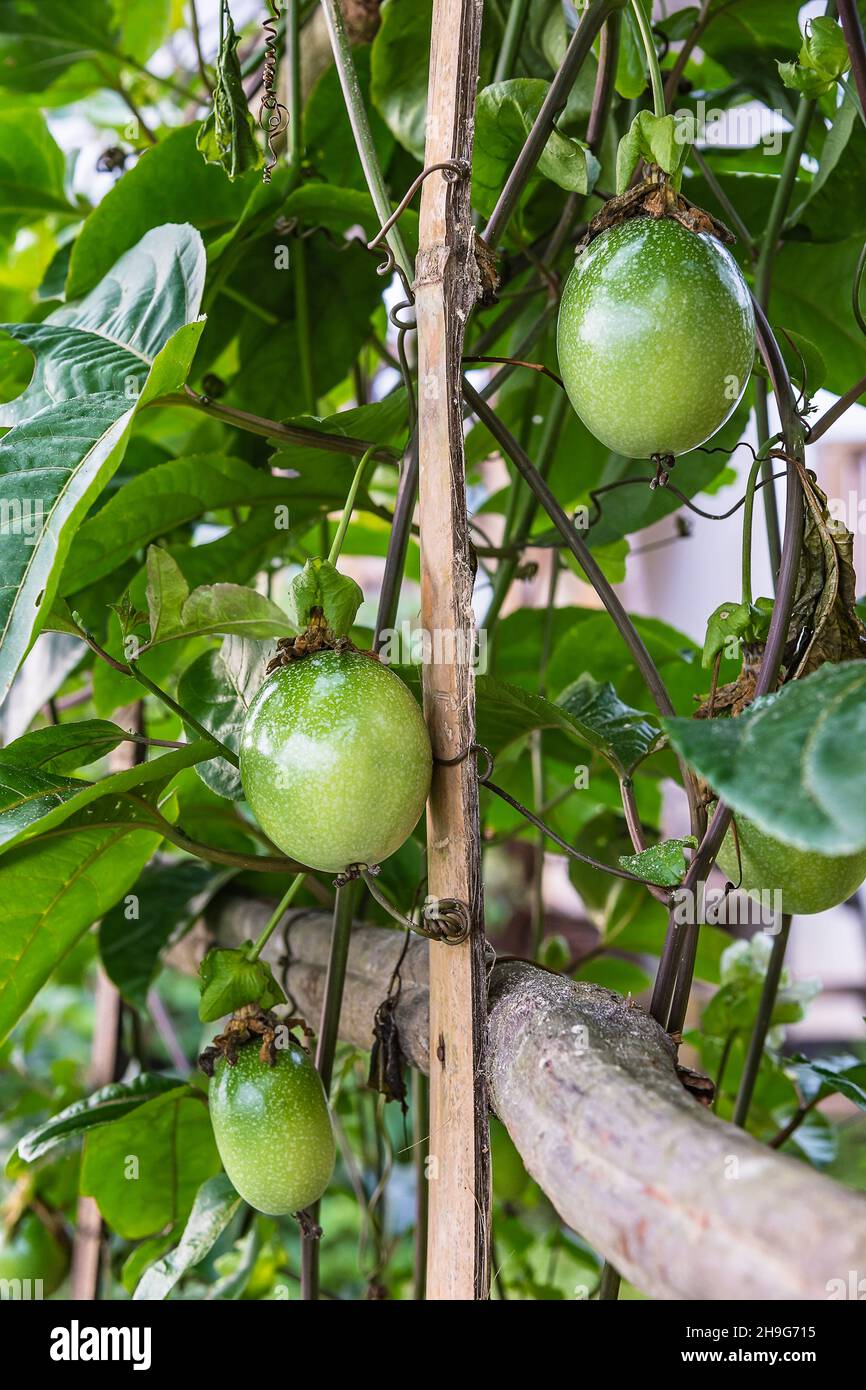 Young Passion Fruit Growing On The Vine Passiflora Incarnata Stock 4948