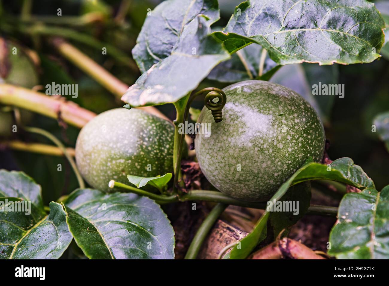 Passion fruit growing hi-res stock photography and images - Alamy