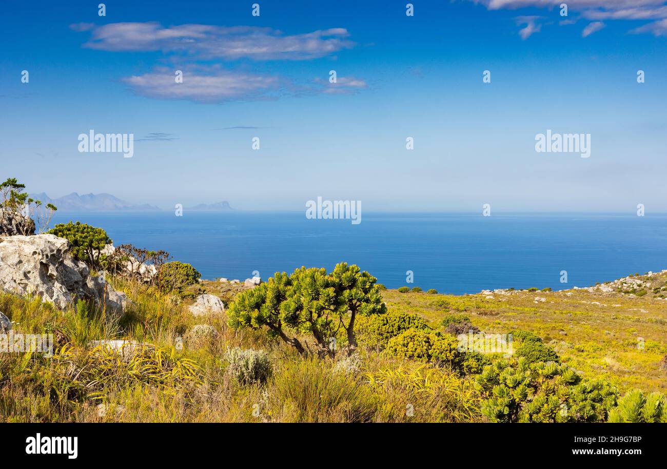 Coastal mountain landscape with fynbos flora in Cape Town South Africa ...
