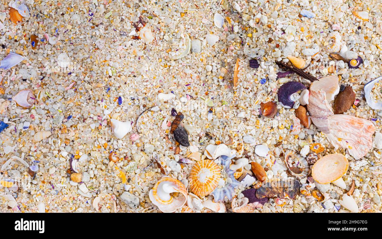 Overhead view of washed up and broken sea shells on sandy beach in Cape ...