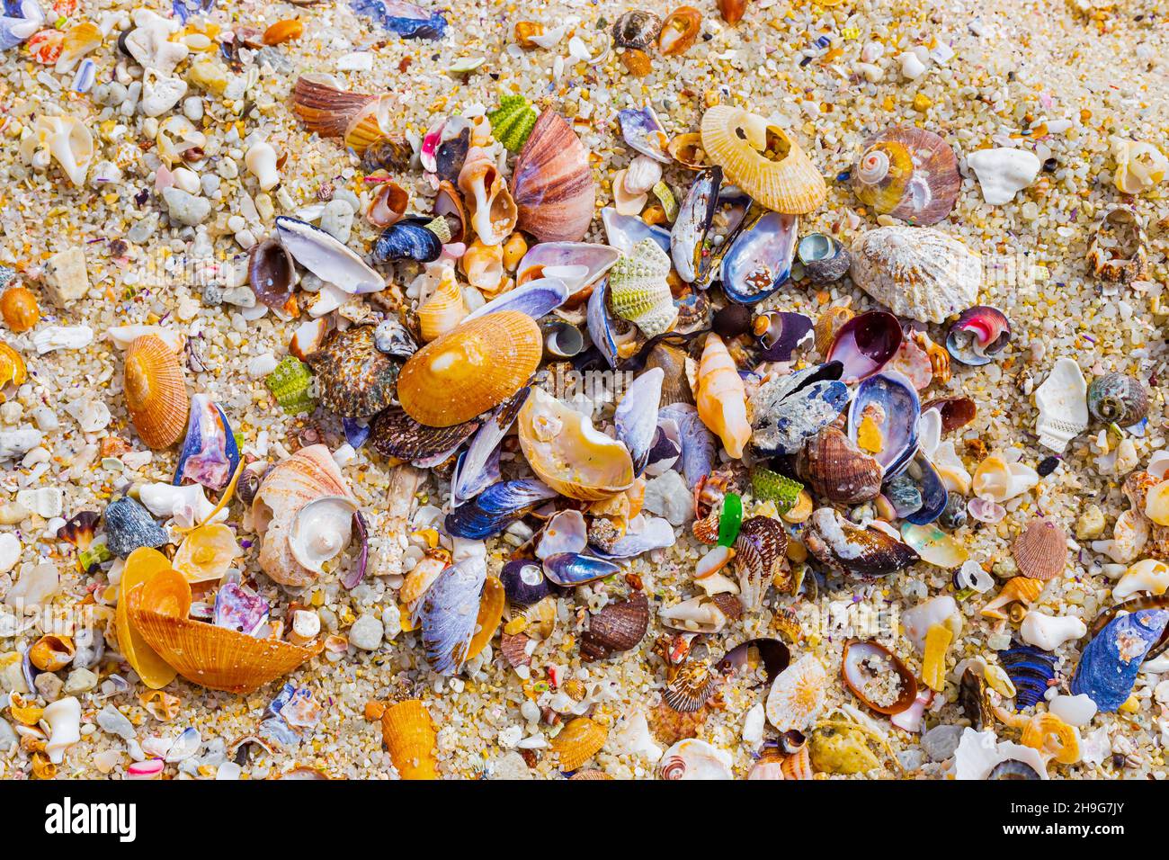 Overhead view of washed up and broken sea shells on sandy beach in Cape ...