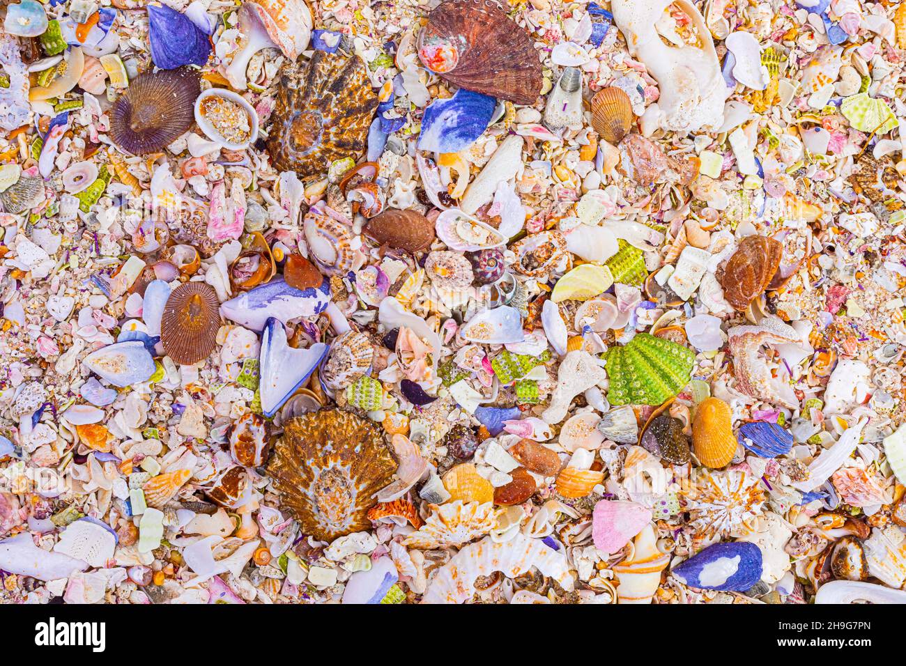 Overhead view of washed up and broken sea shells on sandy beach in Cape ...