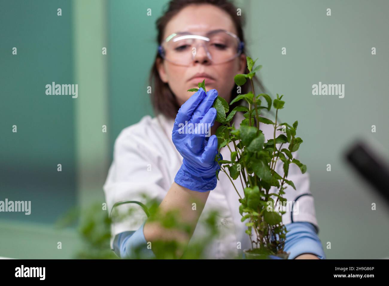 Pharmaceutical scientist looking green leaf hi-res stock photography ...