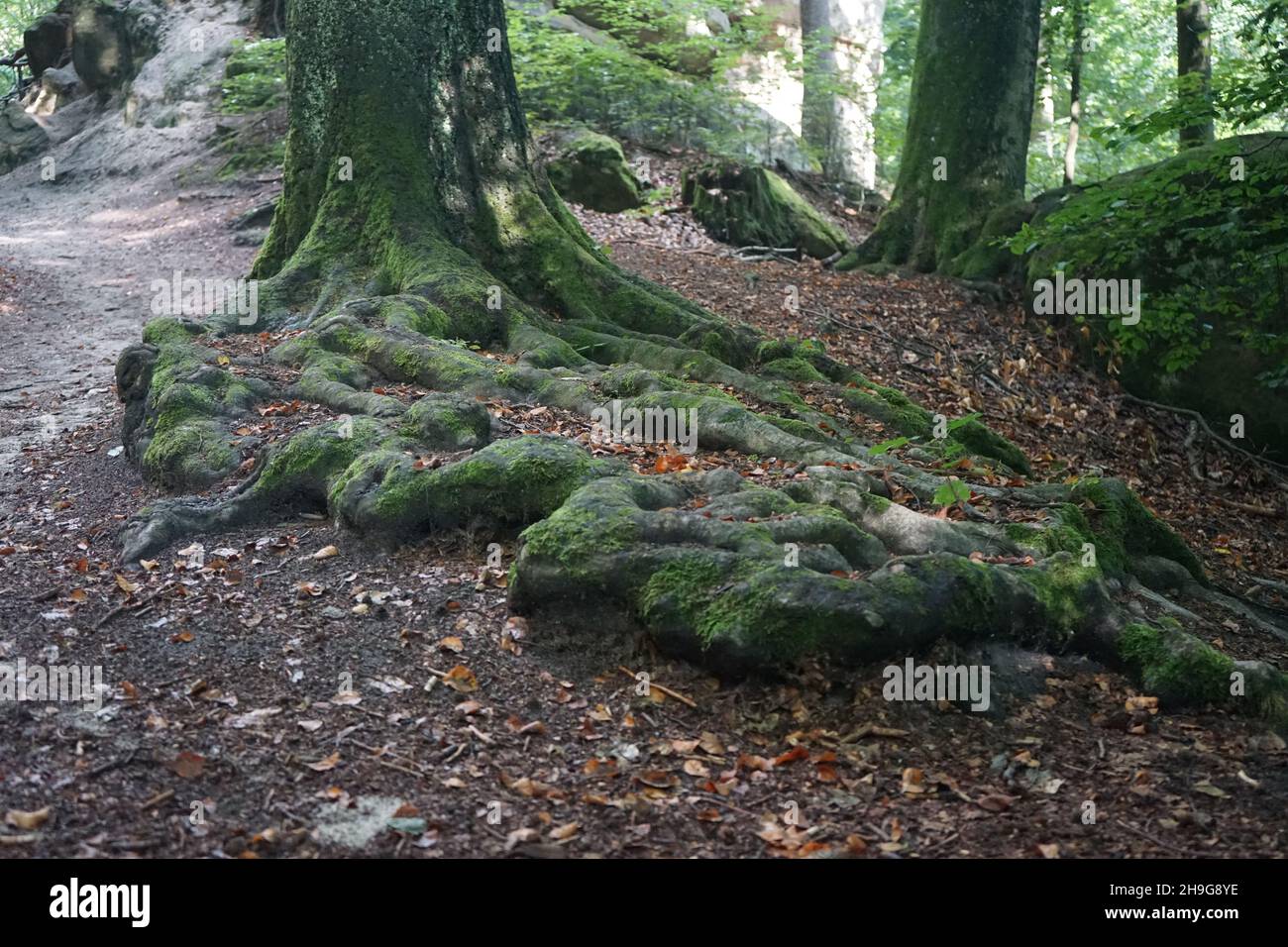 Moss-covered tree in the woods Stock Photo - Alamy