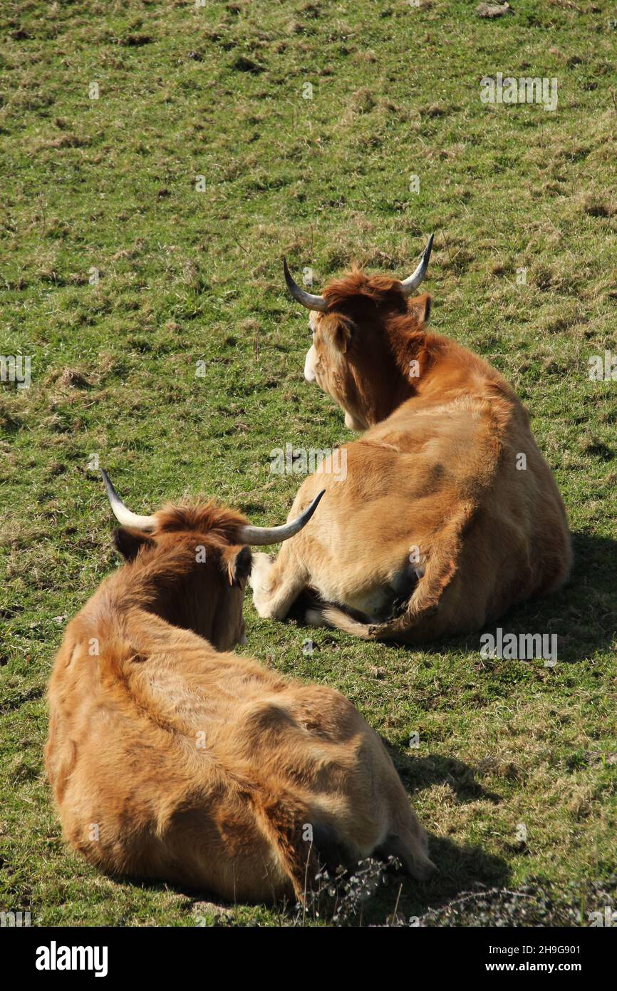 Beautiful shot cow sitting hi-res stock photography and images - Alamy