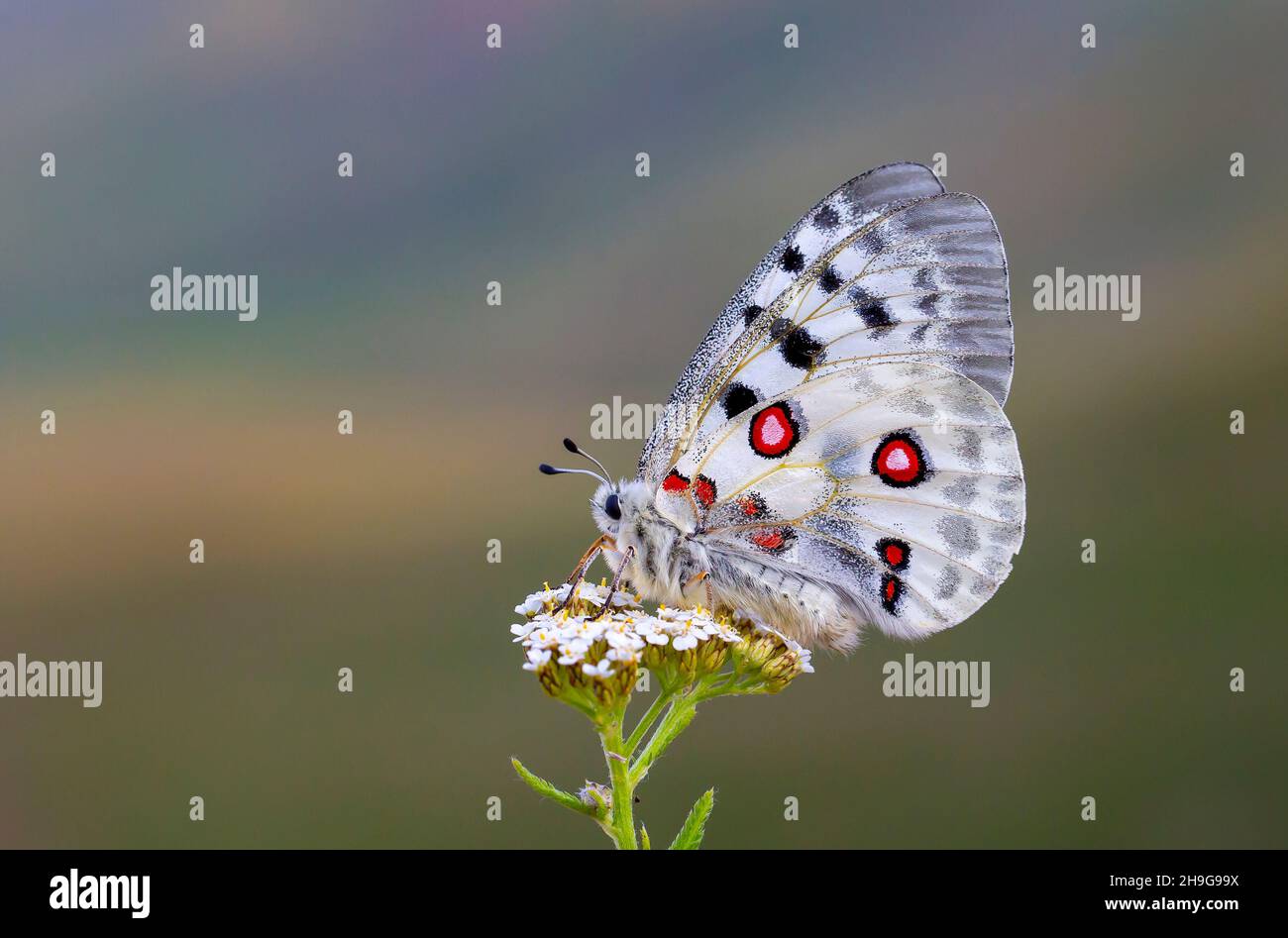 Female Apollo Butterfly, Parnassius apollo Stock Photo - Alamy