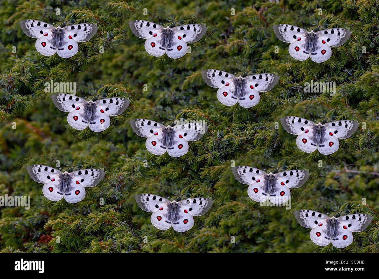 Female Apollo Butterfly, Parnassius apollo Stock Photo - Alamy