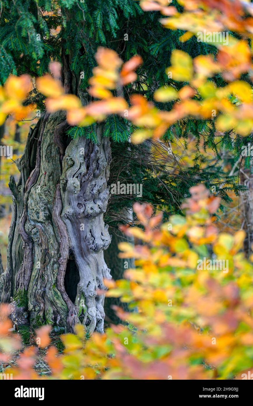Yew tree bark leaves hi-res stock photography and images - Alamy
