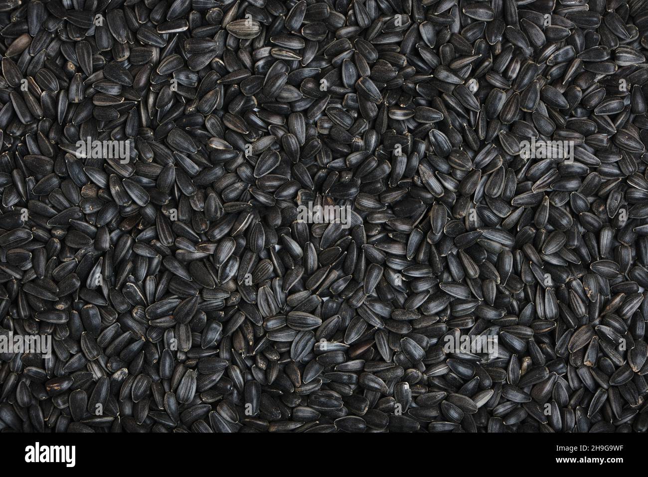 Background sunflower seed close up Stock Photo - Alamy