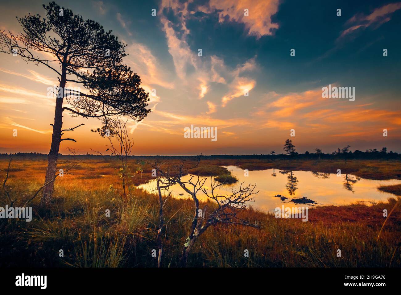 Beautiful view of a landscape with a swamp with the reflection of the ...