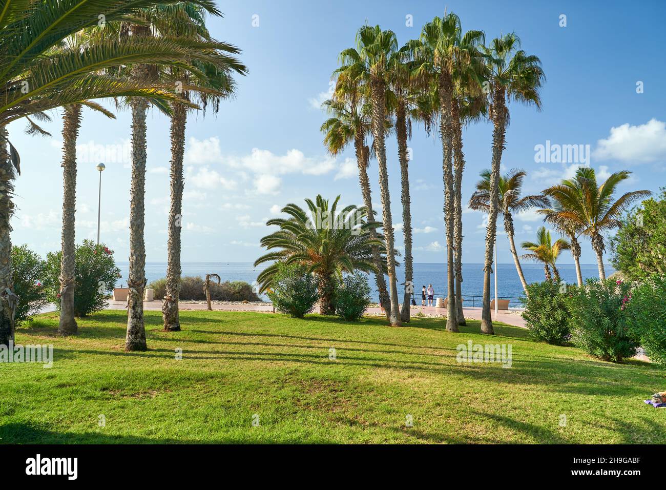 Palm trees in from of the sea. Park in La Caleta, Costa Adeje, Tenerife ...