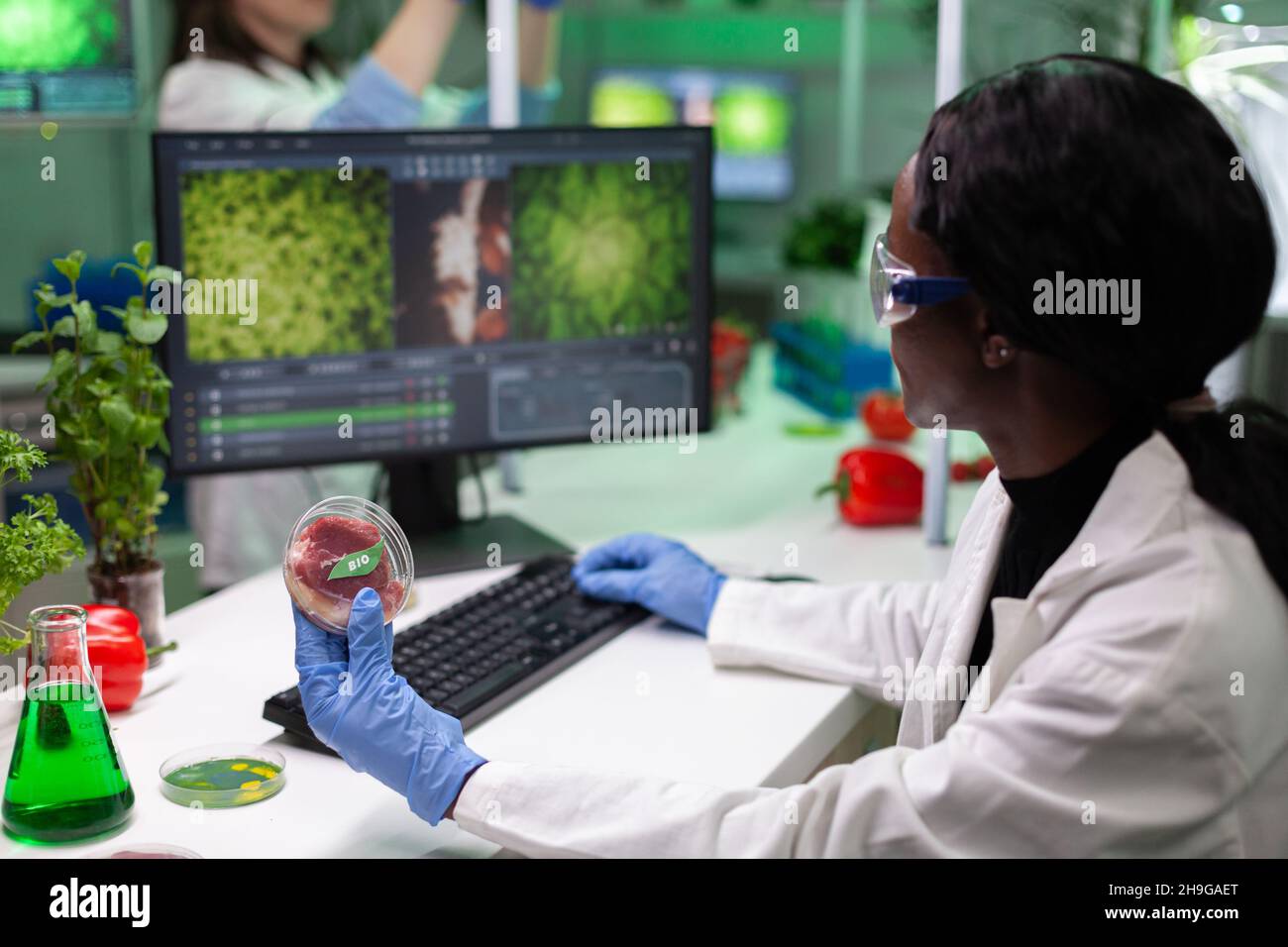 African american chemist researcher holding petri dish with vegan meat ...