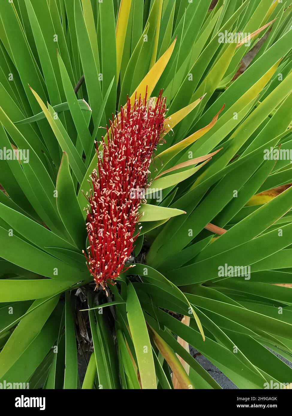 Vertical shot of Xeronema callistemon plants, the Poor Knights lily ...