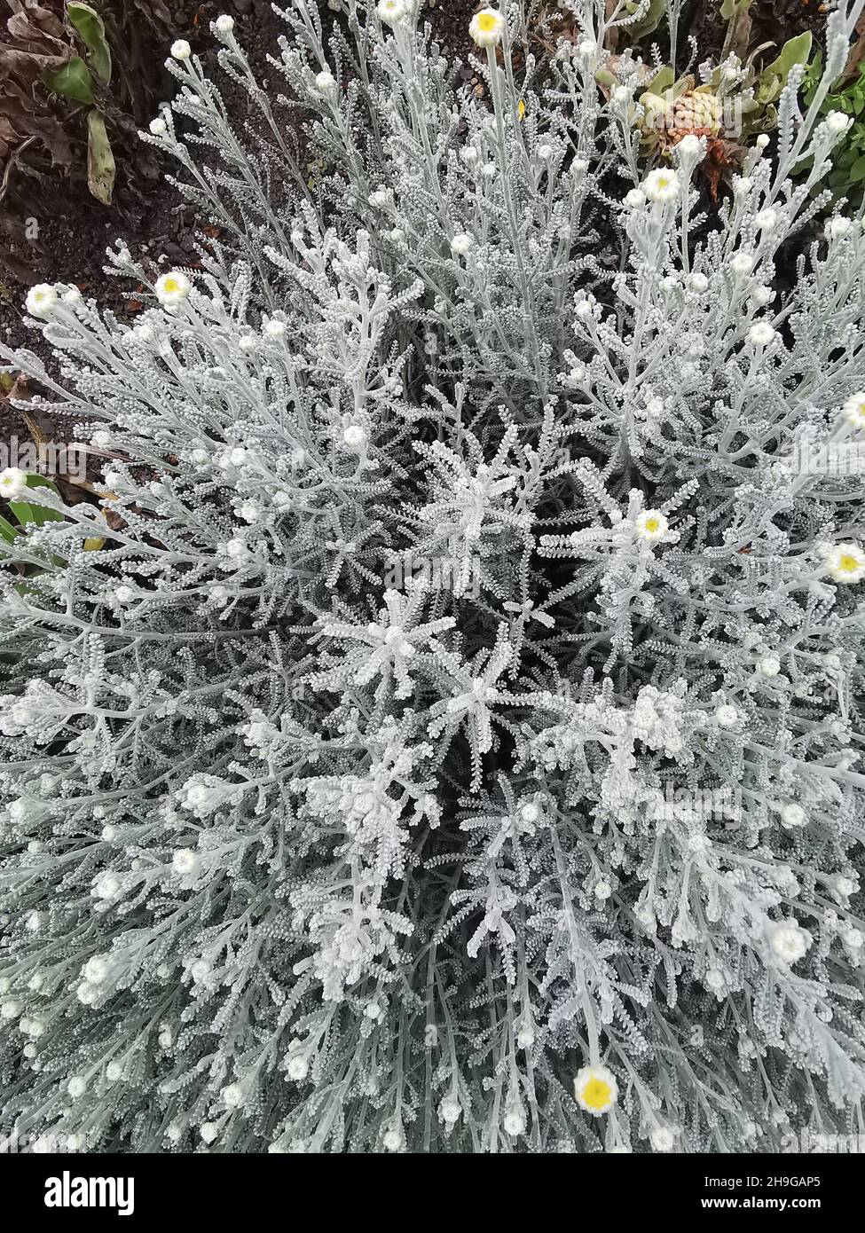 Ozothamnus hi-res stock photography and images - Alamy