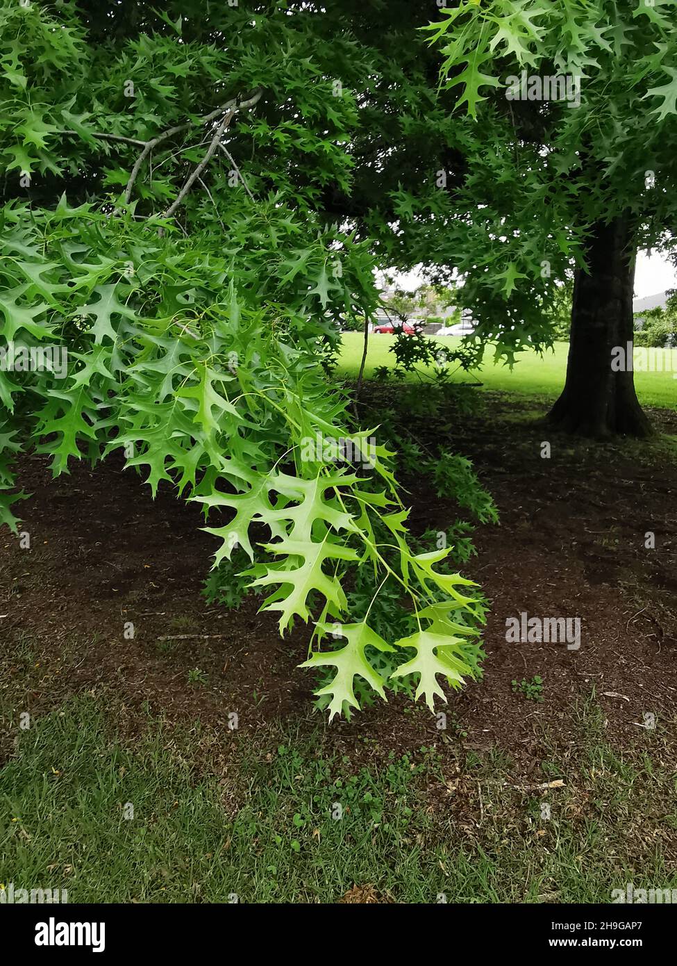 Pin oak tree in hi-res stock photography and images - Alamy