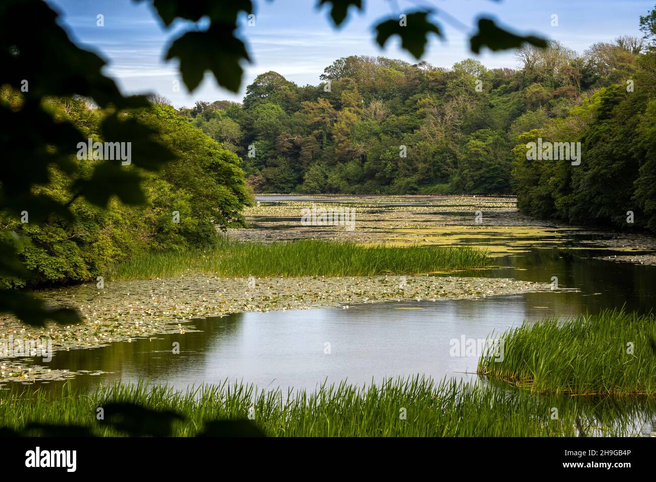 Bosherston lilly pond hi-res stock photography and images - Alamy