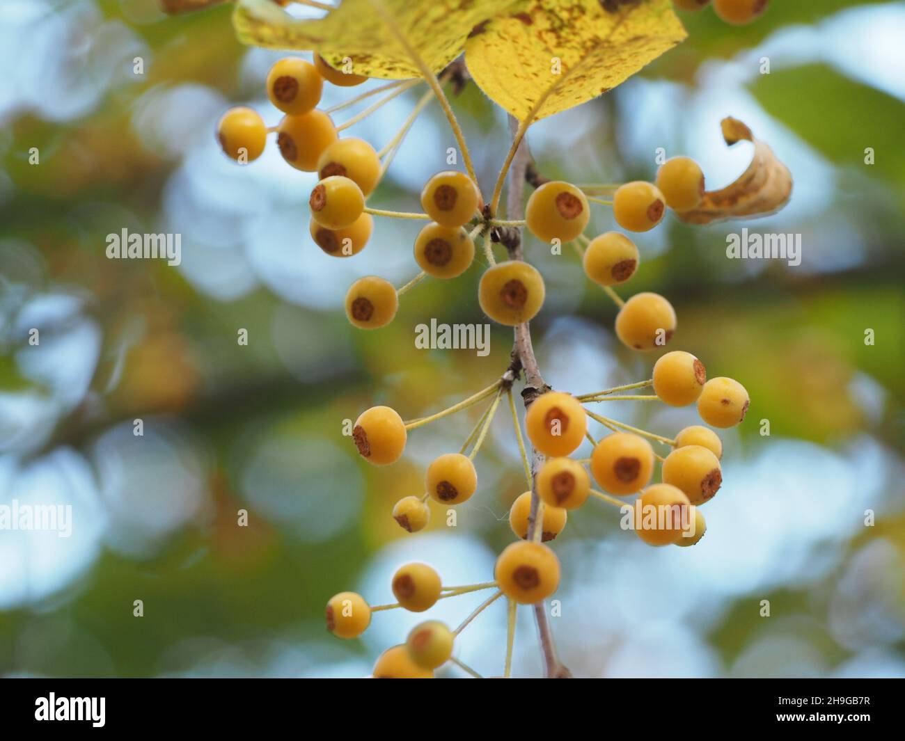 Japanese pieris fruit hi-res stock photography and images - Alamy