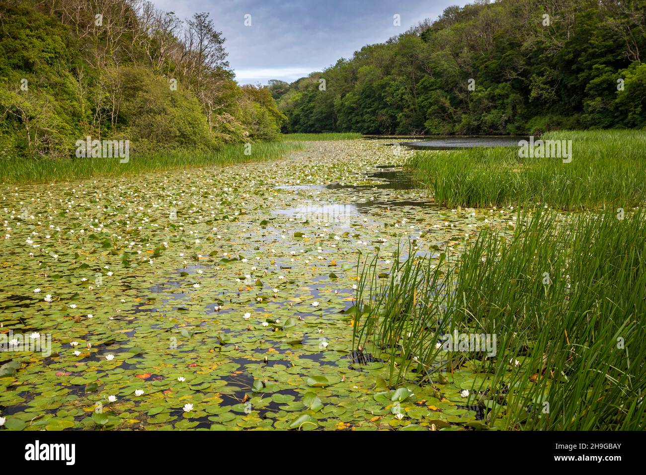 Stackpole court hi-res stock photography and images - Alamy