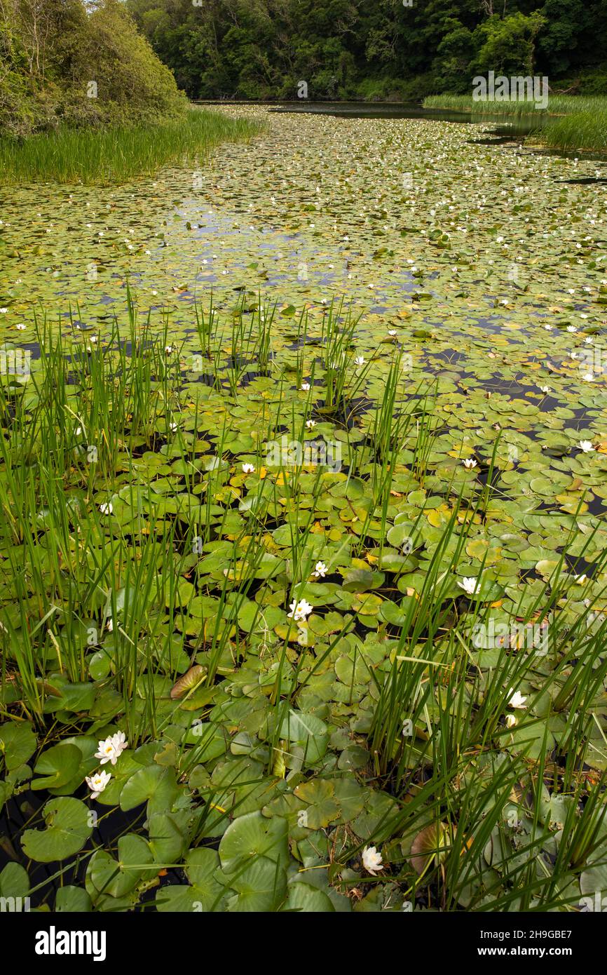 Bosherston lakes hi-res stock photography and images - Alamy