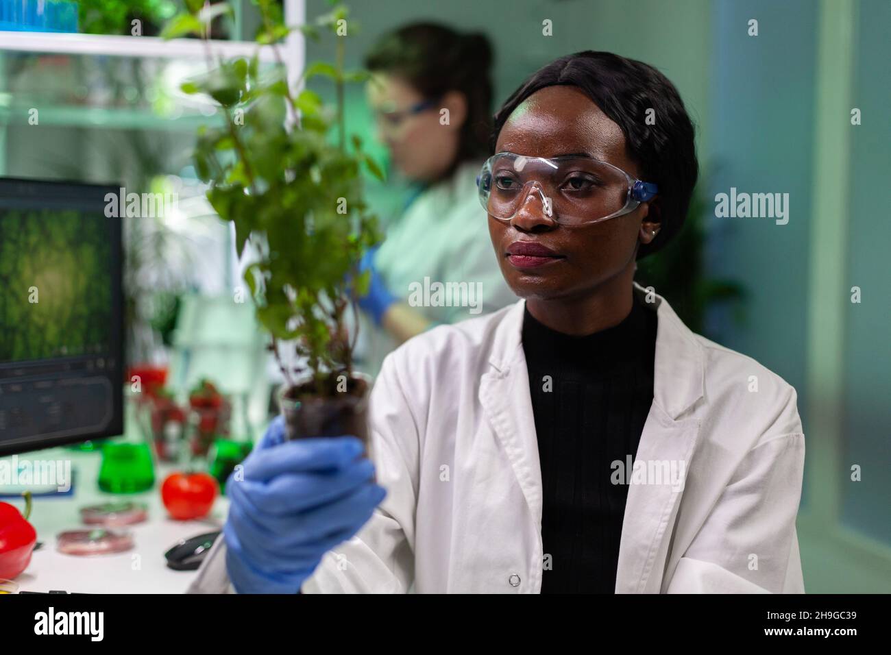 African american biochemist researcher holding genetically modified ...