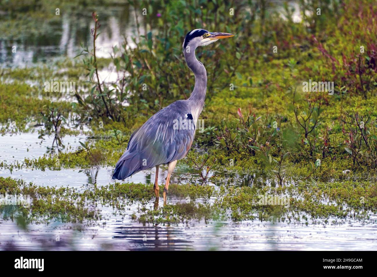 Grey Heron.Evening at Lunt Meadows. Sefton Stock Photo - Alamy