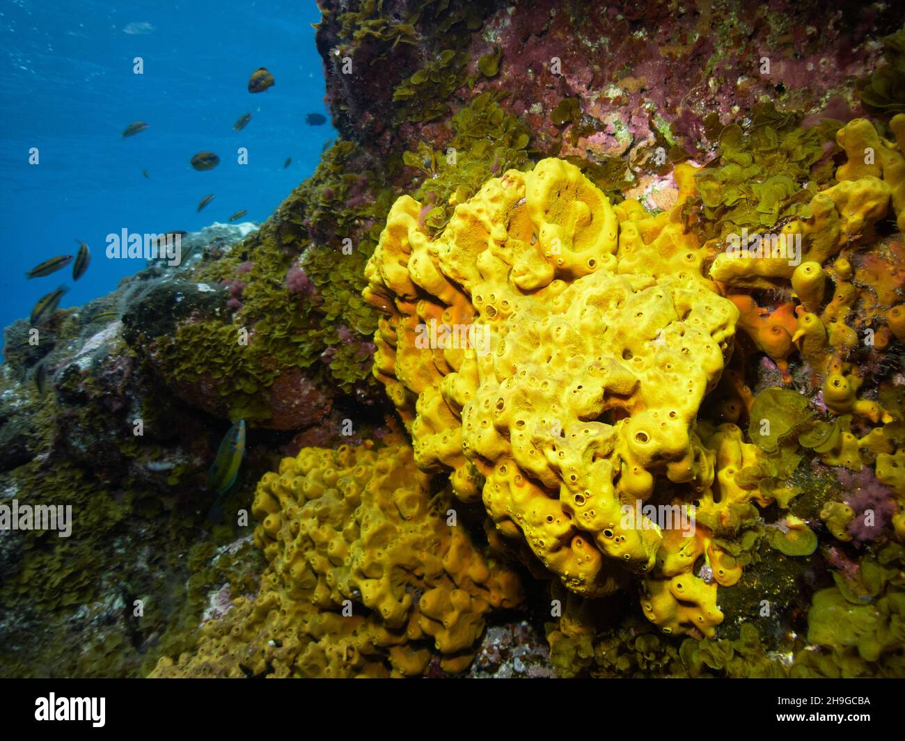Underwater shot of beautiful marine life at El Hierro, Canary Islands ...