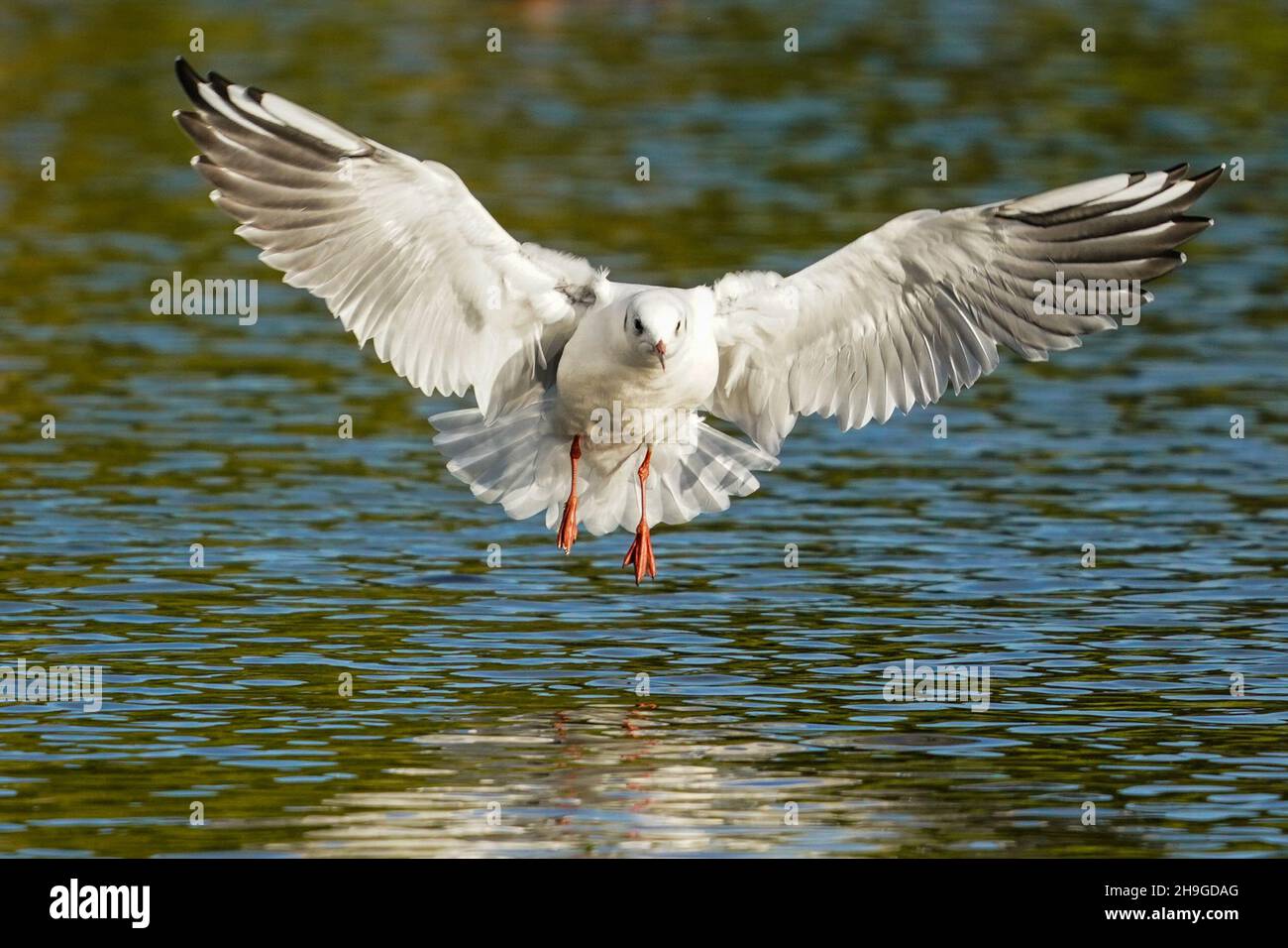 Gull in Flight Stock Photo - Alamy
