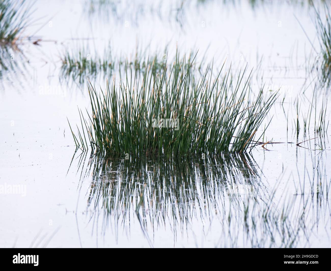 Grasses growing in a lake Stock Photo - Alamy