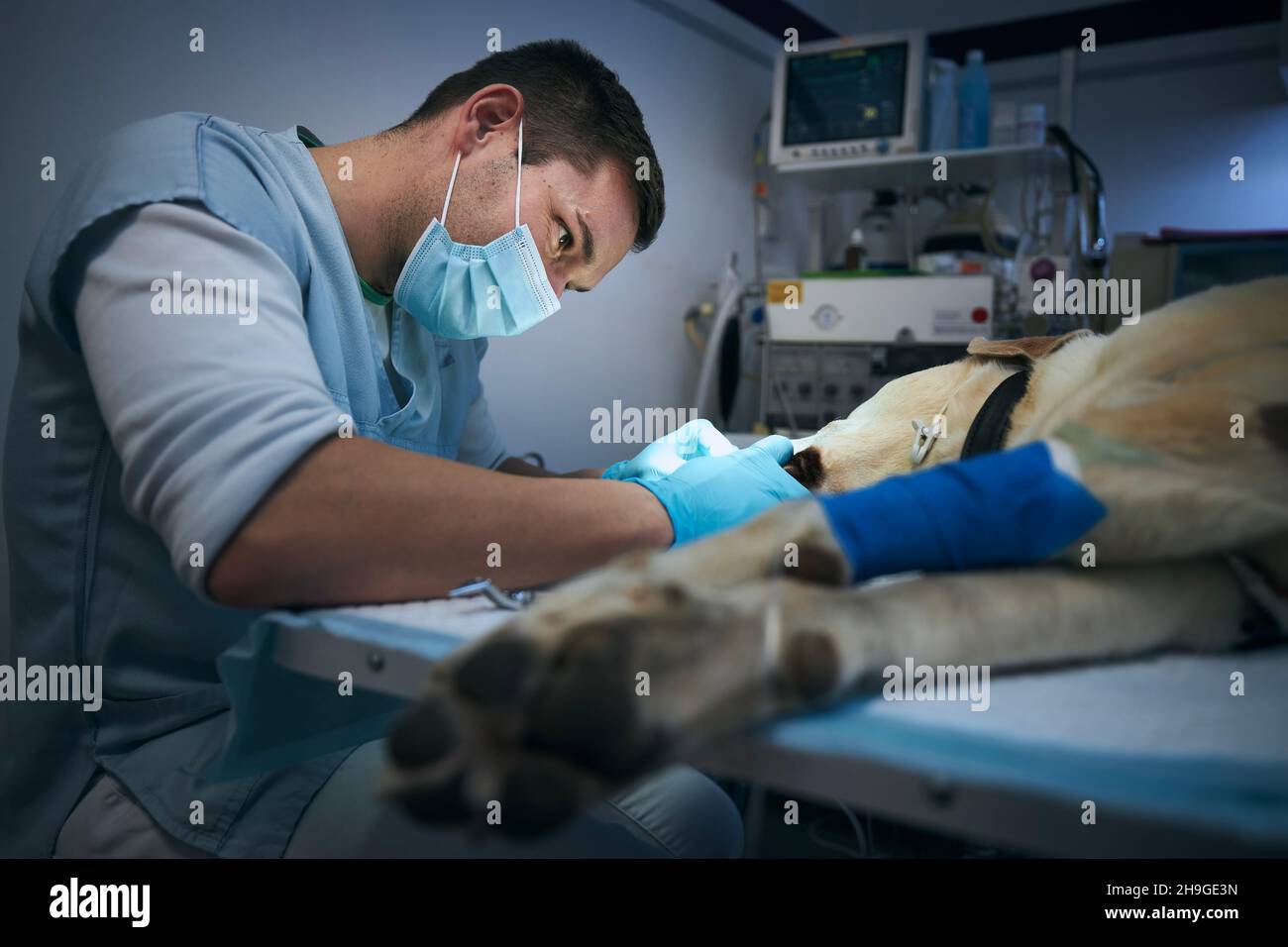 Vet with dog surgery hi-res stock photography and images - Alamy