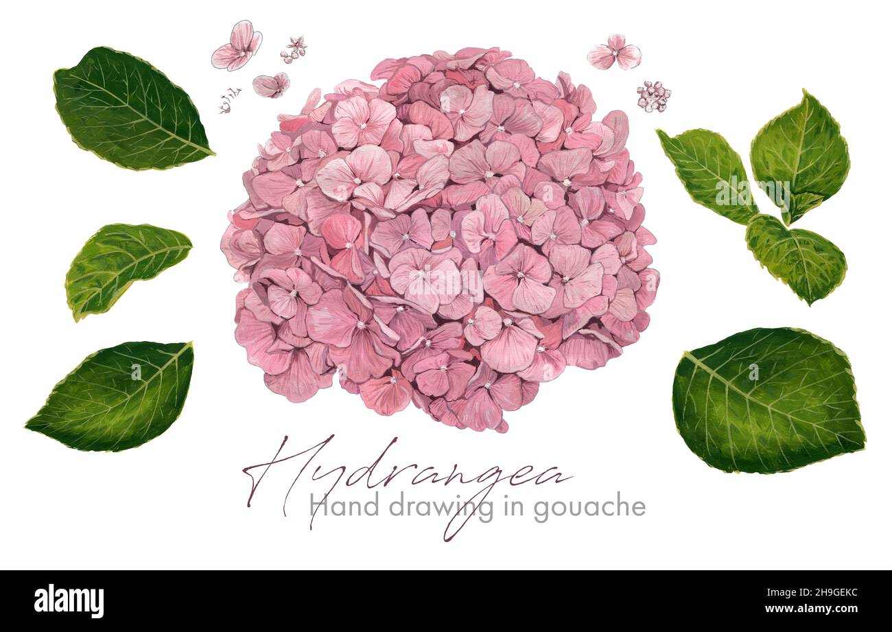 Set of elements. Hydrangea on a white background. Hand drawing flowers ...