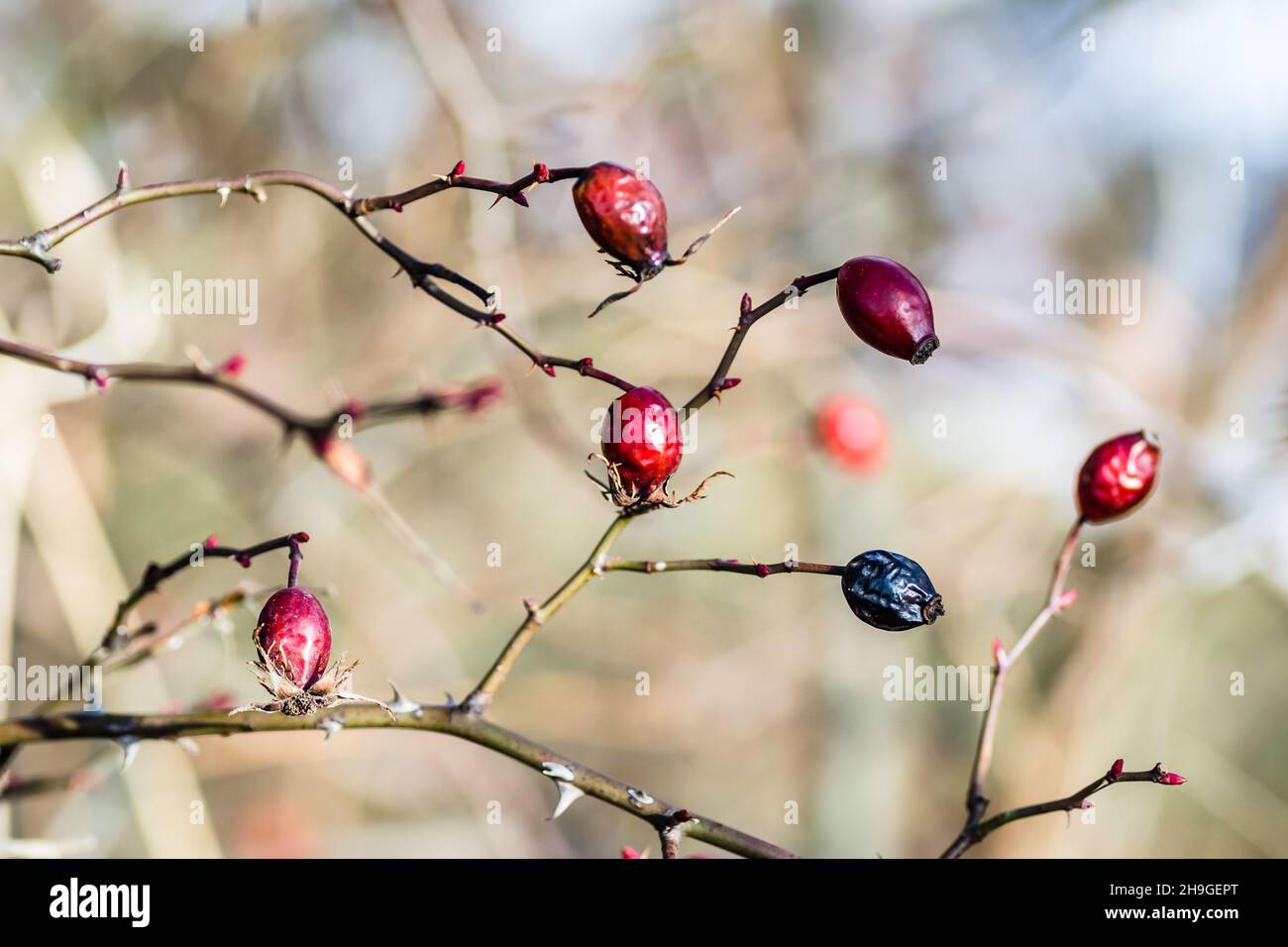 Fresh ripe rose hips, raw briar berries or dog rose fruits with seed ...