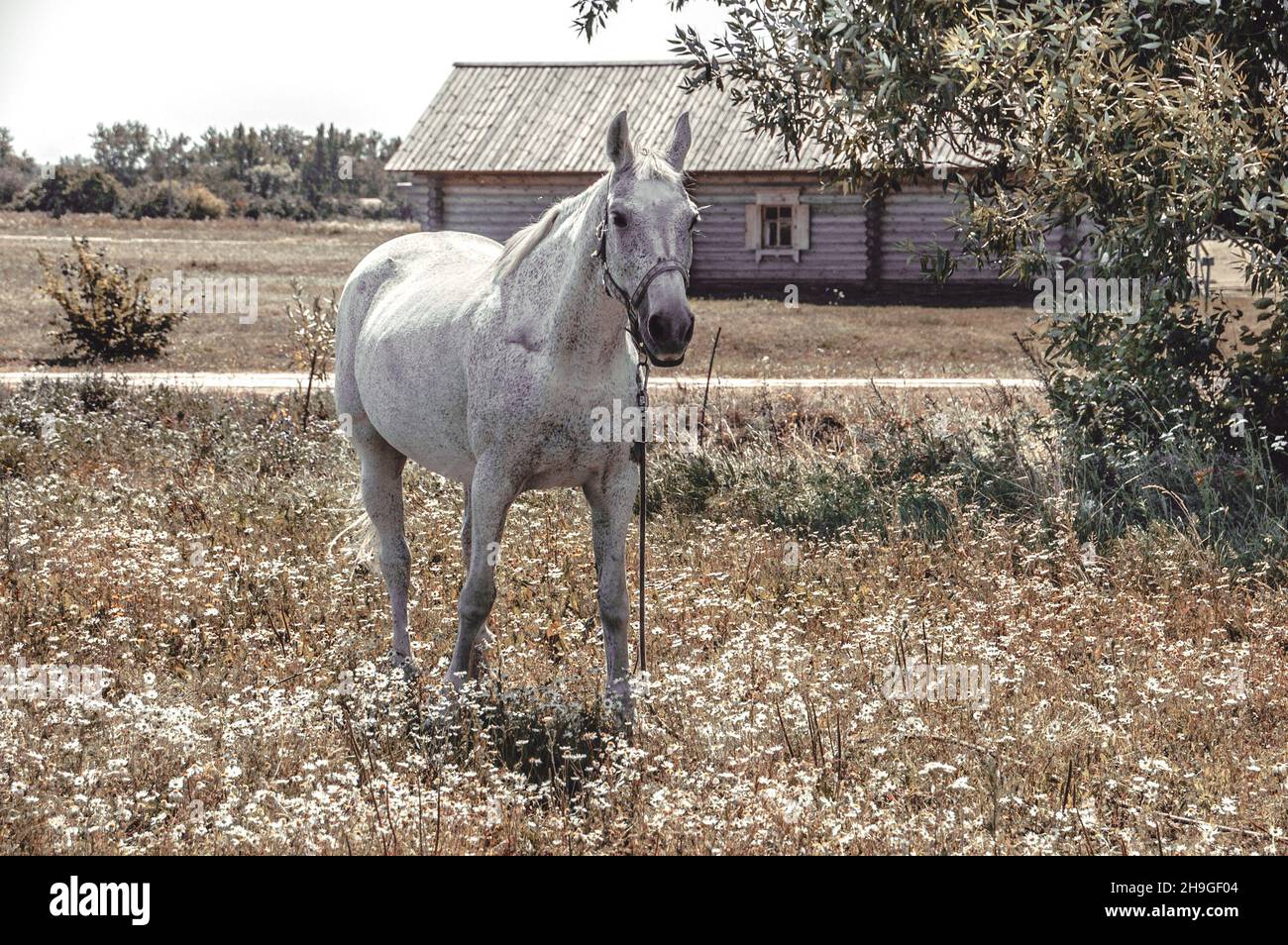 Grazed light hi-res stock photography and images - Alamy