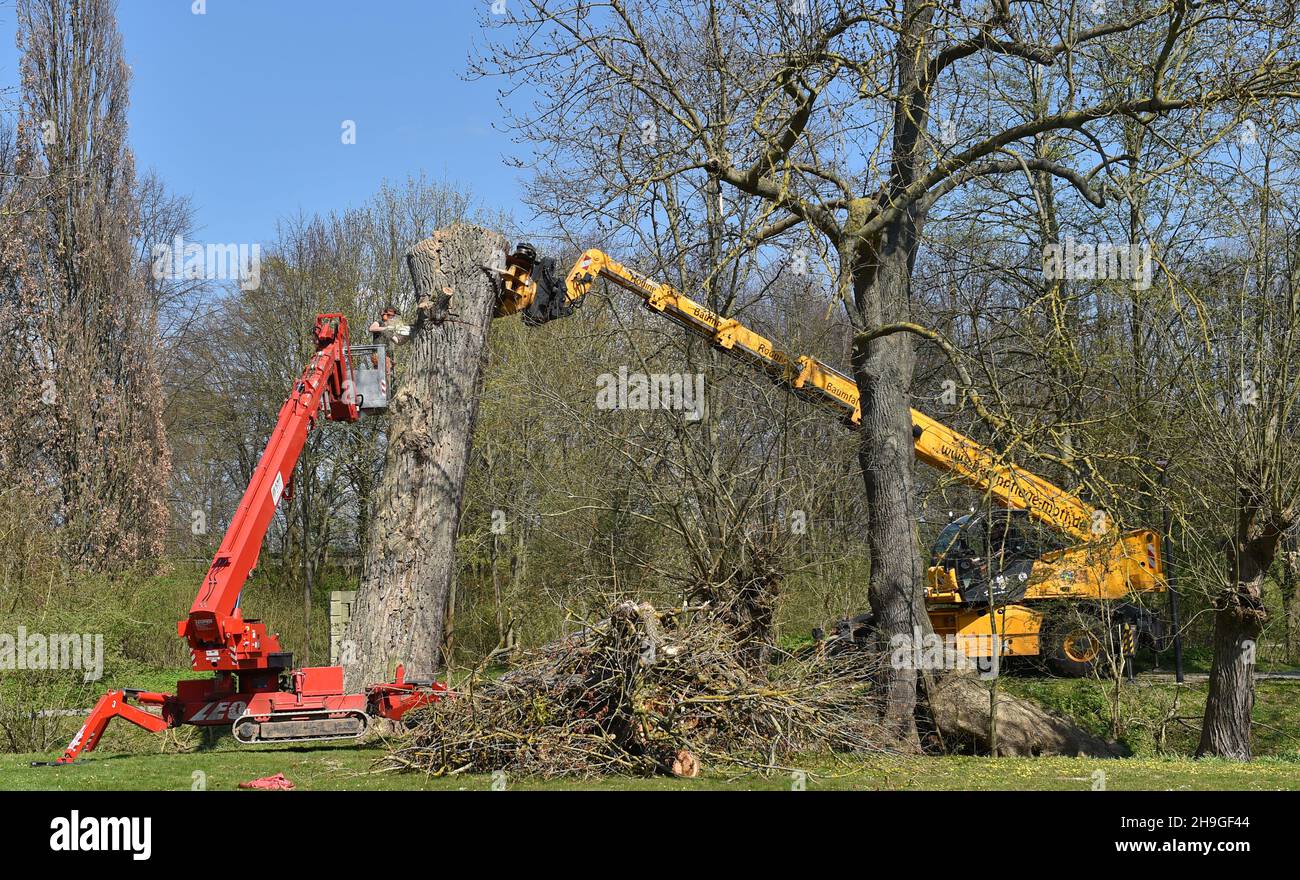 Safety felling technology hi-res stock photography and images - Alamy