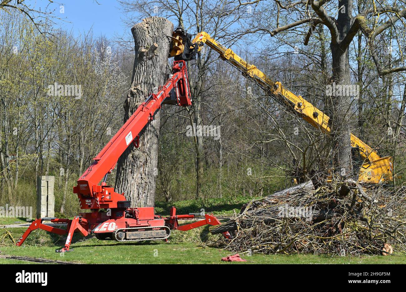Safety felling technology hi-res stock photography and images - Alamy