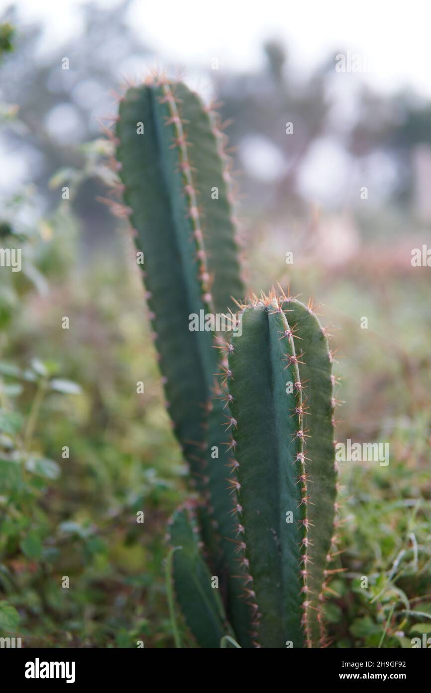 Cattus plant hi-res stock photography and images - Alamy