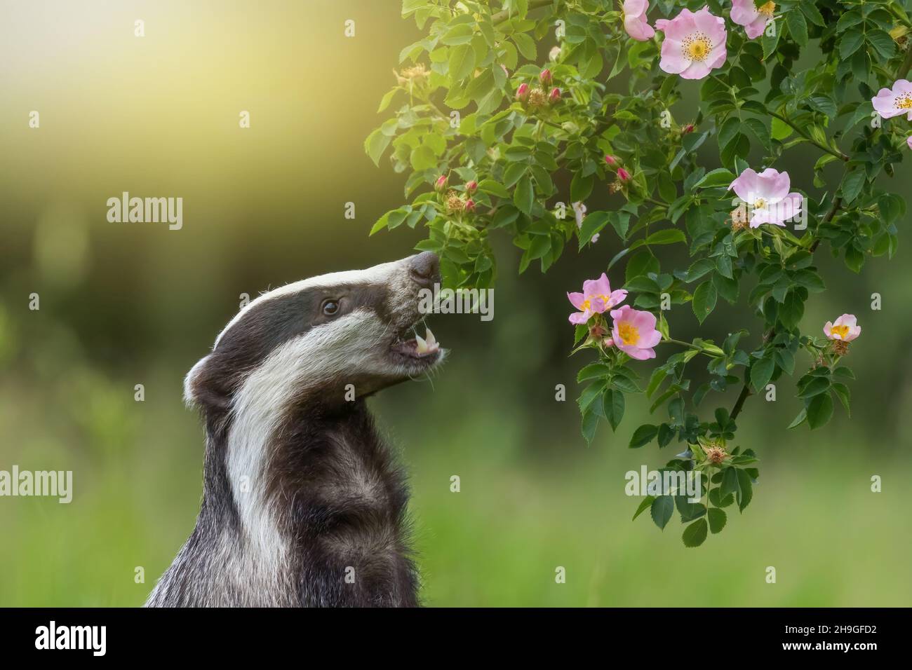 Eurasian badger sniffing hi-res stock photography and images - Alamy