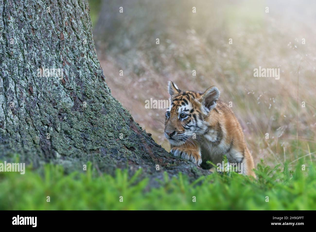 Bengal tiger cub posing near a tree trunk in the forest. Horizontally ...